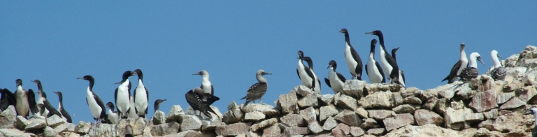 IFC Performance Standard 6 - Innovativkonzept